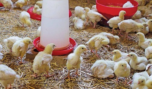 Poultry Litter To Biogas: Adding More Value To Farm Waste - Farmer's ...