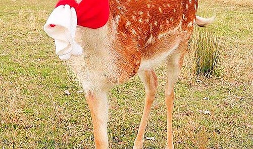 Meet The Three-legged Deer With A Huge Heart! - Woman's Day Magazine NZ ...