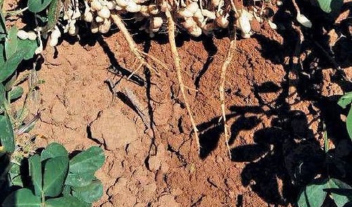 Plans To Revive SA’s Groundnut Industry - Farmer's Weekly | Everand