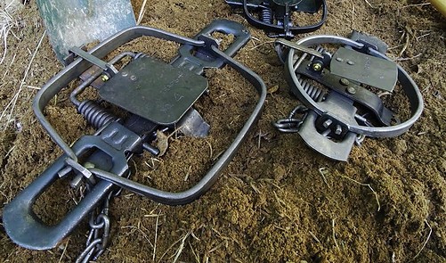 Sizing Up Trap Size - Trapper & Predator Caller | Everand