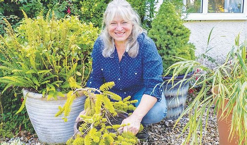 Ask Anne! Anne Swithinbank’s Masterclass On: Sickly Conifers - Amateur ...