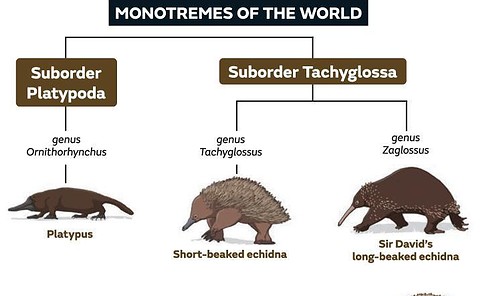 Five Living Species Of Monotreme - Australian Geographic | Everand