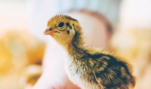 Brooding Japanese Quail - Grit | Everand