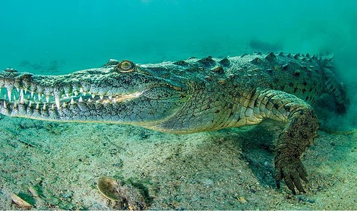 Australia’s aggressive ‘salties’ - How It Works | Everand