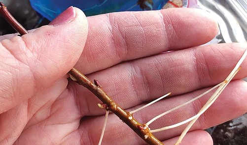 How to Propagate Willow Shrubs - MOTHER EARTH NEWS | Everand