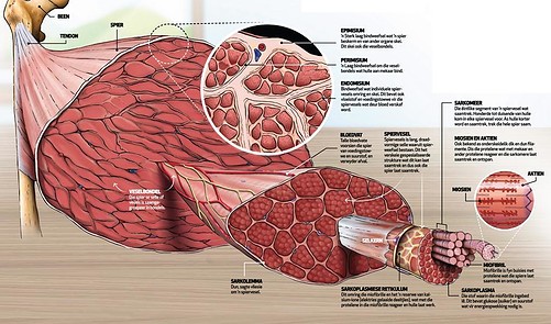 Die Struktuur Van ’n Spier - Huisgenoot | Everand