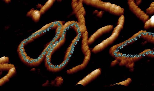 DNA Found Twisting Into Weird Shapes To Get Into Cells - How It Works ...