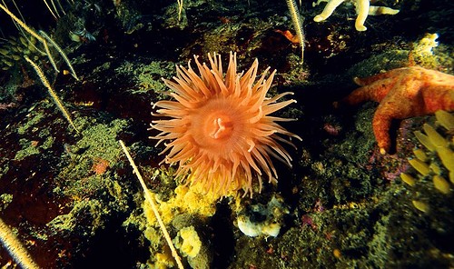 Antarctic Sea Creatures Uncovered - How It Works | Everand