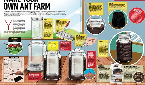 Make Your Own Ant Farm - You South Africa | Everand