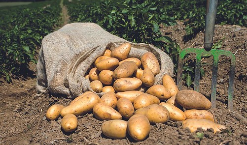 Story Of The Spud - Kitchen Garden | Everand