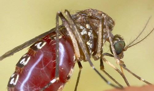 ‘Extra 4.7 Billion’ Could Face Malaria And Dengue Fever By 2100 Without ...