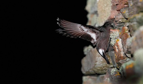 NIGHT BIRDS Of Mousa Island - BBC Countryfile Magazine | Everand
