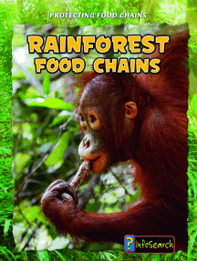 Rainforest Food Chain