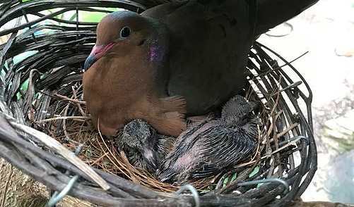 Rare Doves Last Seen In The Wild In 1972 Hatch At ZSL London Zoo - Cage ...