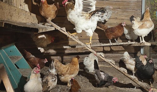 How to Build a DROPPING BOARD - GRIT Country Skills Series | Everand