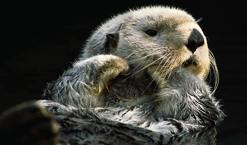 What Is The Hairiest Animal? - BBC Wildlife Magazine | Everand