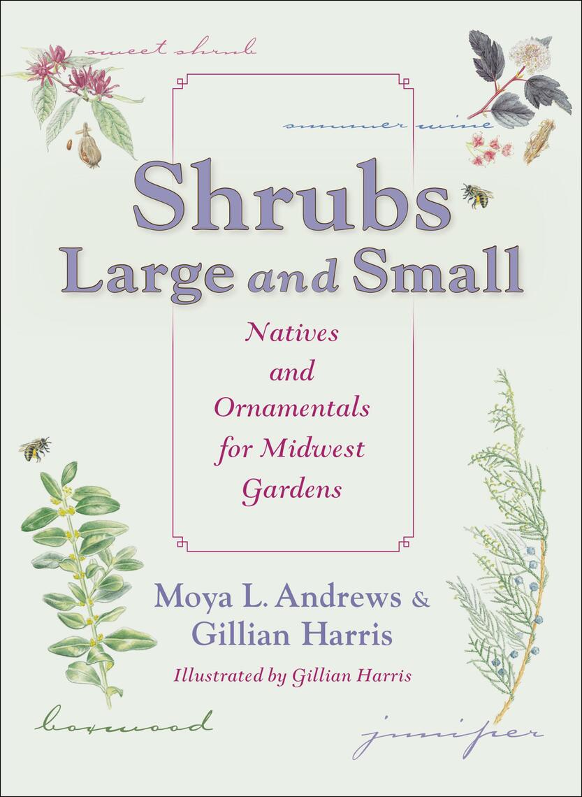 Shrubs Large and Small by Moya L. Andrews, Gillian Harris (Ebook ...