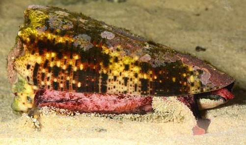 How Do Cone Snails Hunt? - BBC Wildlife Magazine | Everand