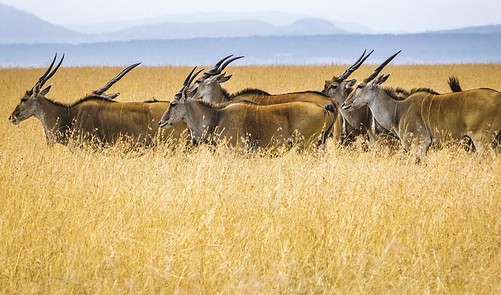 Eland Our Biggest Antelope - Man Magnum | Everand