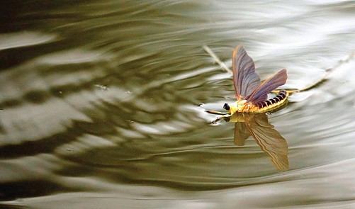 The Allure Of The Magical Mayfly - The Field | Everand