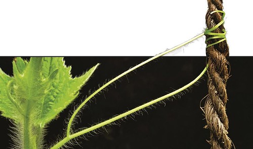 How Do Plants Sense Things? - Science Illustrated | Everand