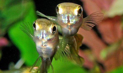 Fish Cannibalism Is Super Rare In The Wild - Futurity | Everand