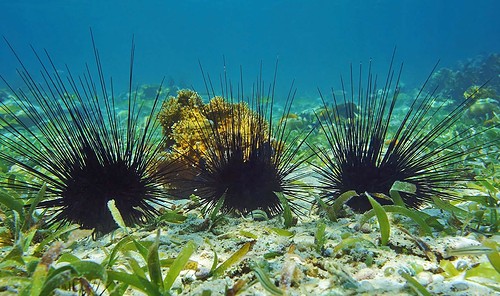 How To Raise Little ‘Lawn Mower’ Urchins For Coral Reefs - Futurity ...