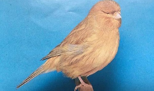 The English Cinnamon: An Appreciation - Cage & Aviary Birds | Everand