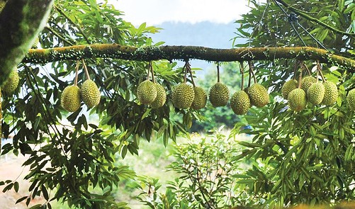 When Tree Leaves Are Sick The Tree Is Sick - National Durian | Everand