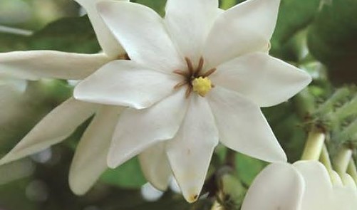 Local White-flowering Shrubs - The Gardener Magazine | Everand