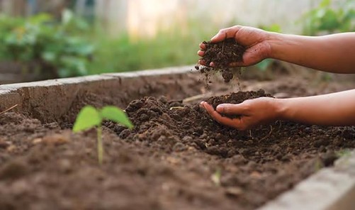 How To Condition Compact Soil Using The‘no-dig’ Method - The Gardener ...