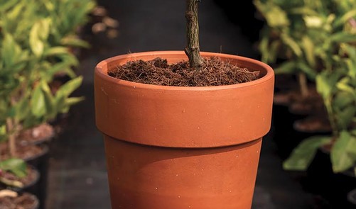 Soet En Netjies… Minisitrus - Die Tuinier Tydskrif | Everand
