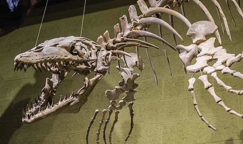 New Fossils Tell Of The Rise And Fall Of ‘Sea Monsters’ Millions Of ...