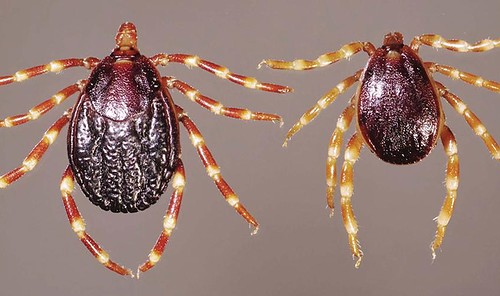Identifying Ticks In Livestock: Part 1 - Farmer's Weekly | Everand