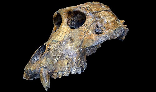 Extinct Monkey Teeth Help Zero In On Age Of Human Fossils - Futurity ...