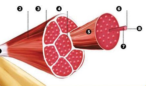 Anatomy Of A Muscle - Men's Fitness Guide | Everand