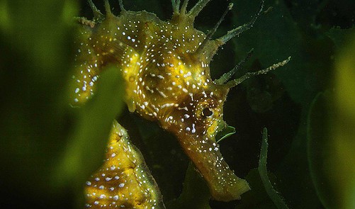The Little Fish Clinging On In Stormy Seas - BBC Wildlife Magazine ...