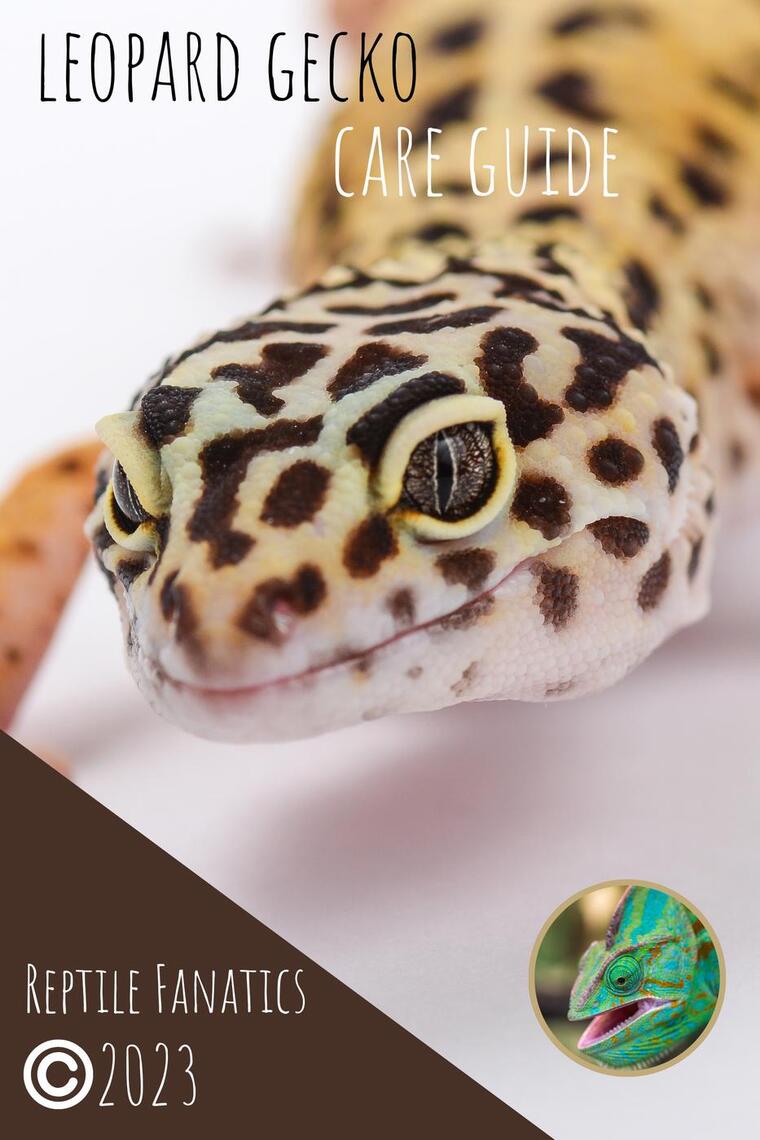 Leopard Gecko Care Guide by Reptile Fanatics (Ebook) - Read free for 30 ...
