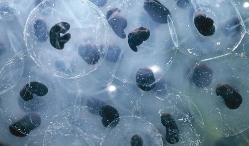 What Is Frogspawn? - How It Works | Everand