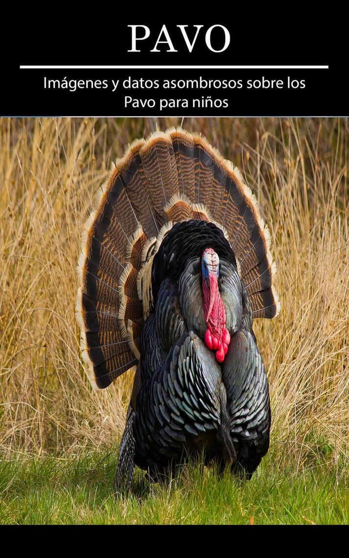 Pavo: Imágenes y datos asombrosos sobre los Pavo para niños de Emanuele ...