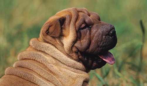 Shar Pei - Razas caninas - Mi mejor amigo | Everand