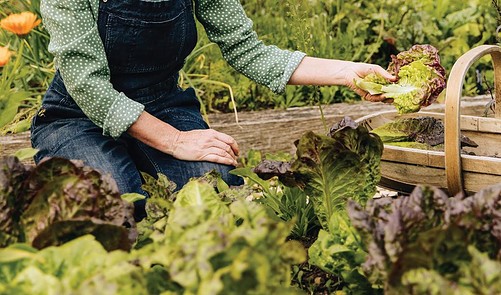 ‘An Ancient Mulberry Tree Reignited My Love Of Plants’ - Country Homes ...