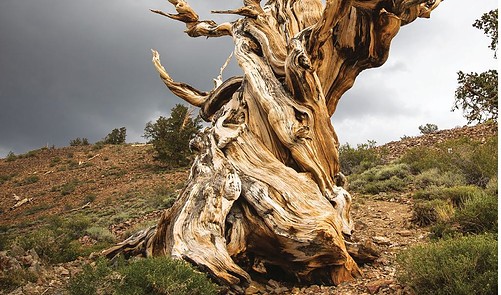 The Oldest Plants In The World - How It Works | Everand