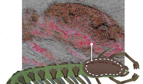 The World’s Oldest Brain Found In Tiny Marine Creature - Science ...