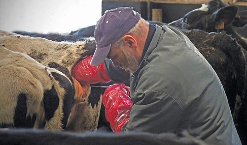 A Step-by-step Guide To The Process Of Artificial Insemination - Farmer ...