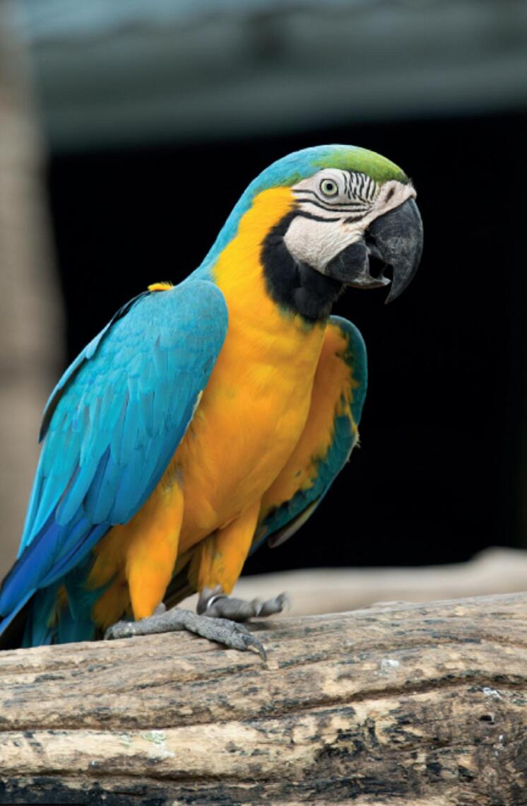 Macaw Parrot Vol.2 Notebook. Plain Lined Notebook. Bullet Journal, Food ...