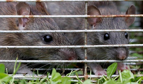 Rat-a-tat: Joburg’s Super Rodent Plague - Weekend Argus Saturday | Everand