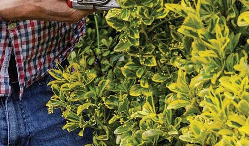 How To Take Semi-ripe Cuttings - BBC Gardeners' World | Everand