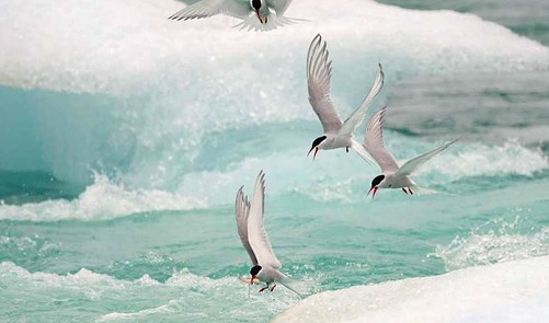 World’s Longest Bird Migration - BBC Wildlife Magazine | Everand