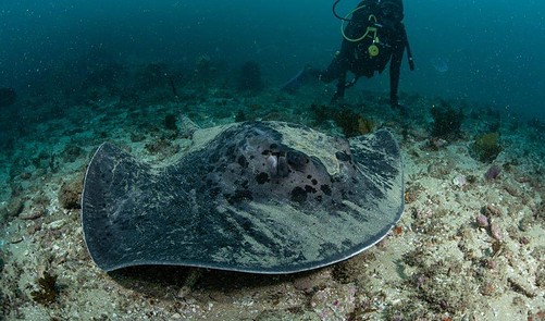 Film Reveals Secret Shark And Ray ‘Underworld’ - Sunday Tribune | Everand